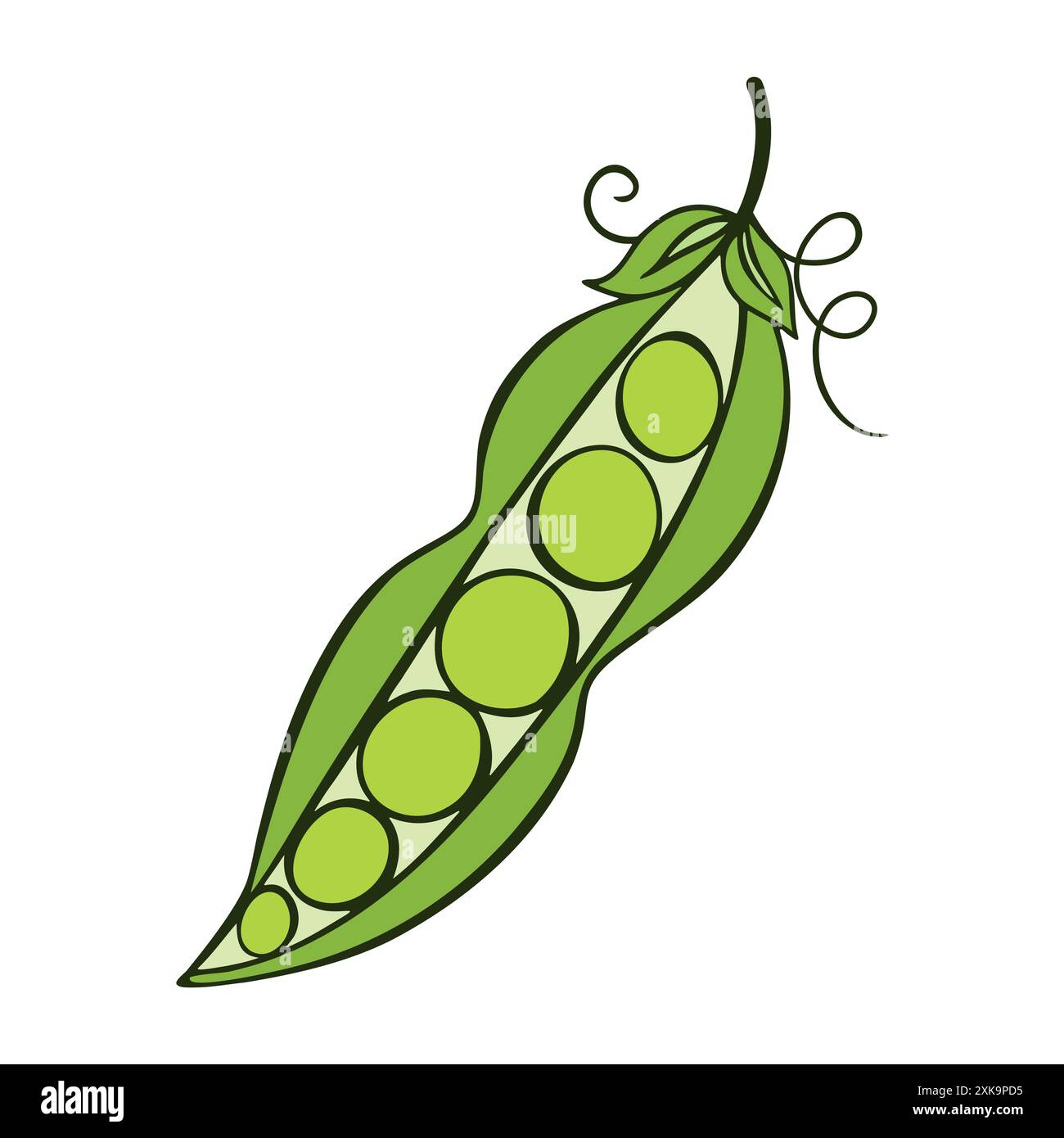 Green pea pod with fruits, isolated on white background. Vector ...