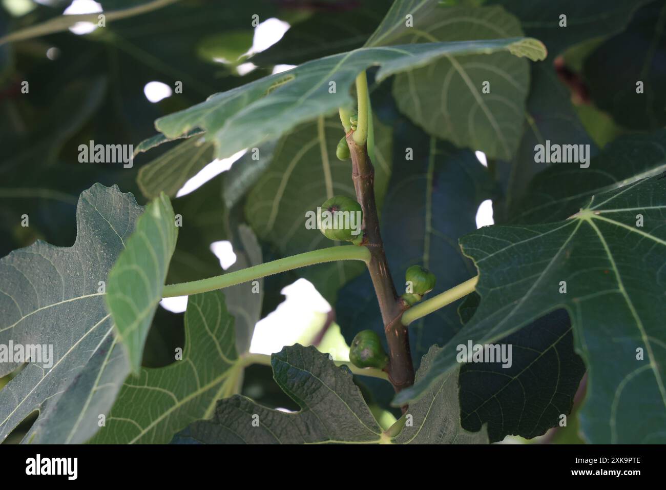 Figs fruits on the tree branch, closeup, raw sweet figs, organic food ...