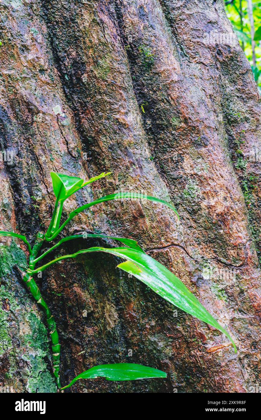 Fabulous bright textures of evergreen tree in Island jungle. Immersing ...