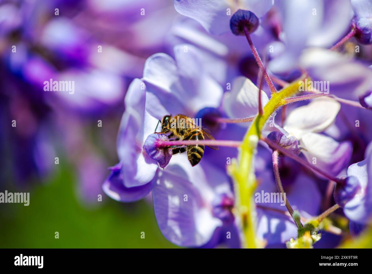 A detailed macro photo capturing a bee taking nectar from a vibrant ...