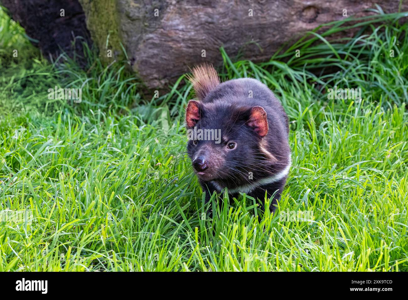 Tasmanian Devil, Sarcophilus harrisii, the largest carnivorous ...