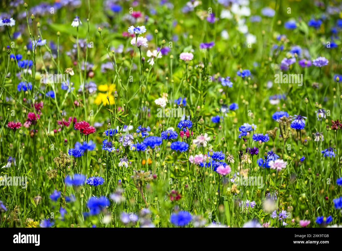 Blühstreifen mit Wildblumen auf einem Feld in den Vier- und ...