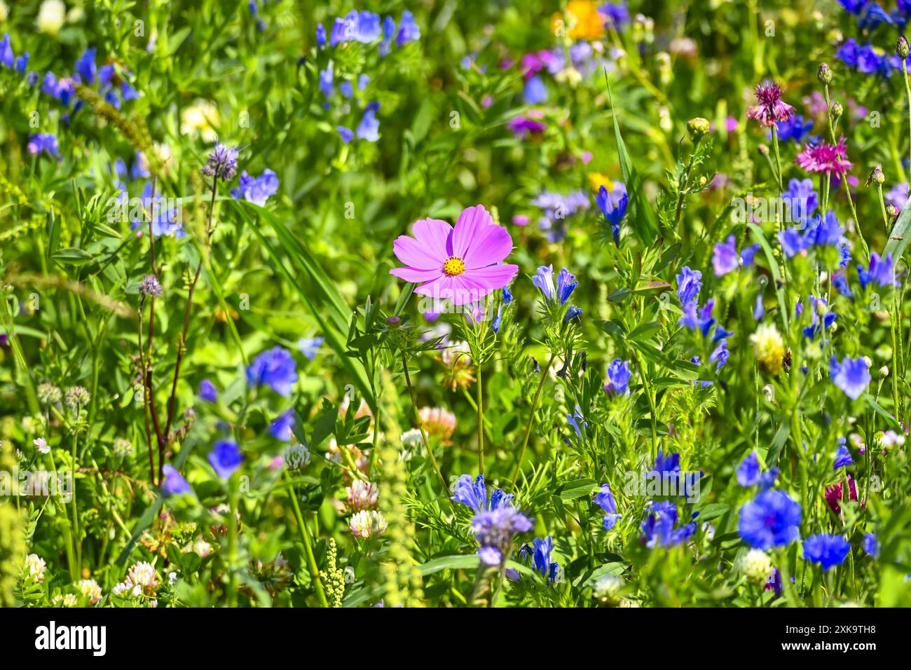 Wildblumenwiese stadt deutschland hi-res stock photography and images ...