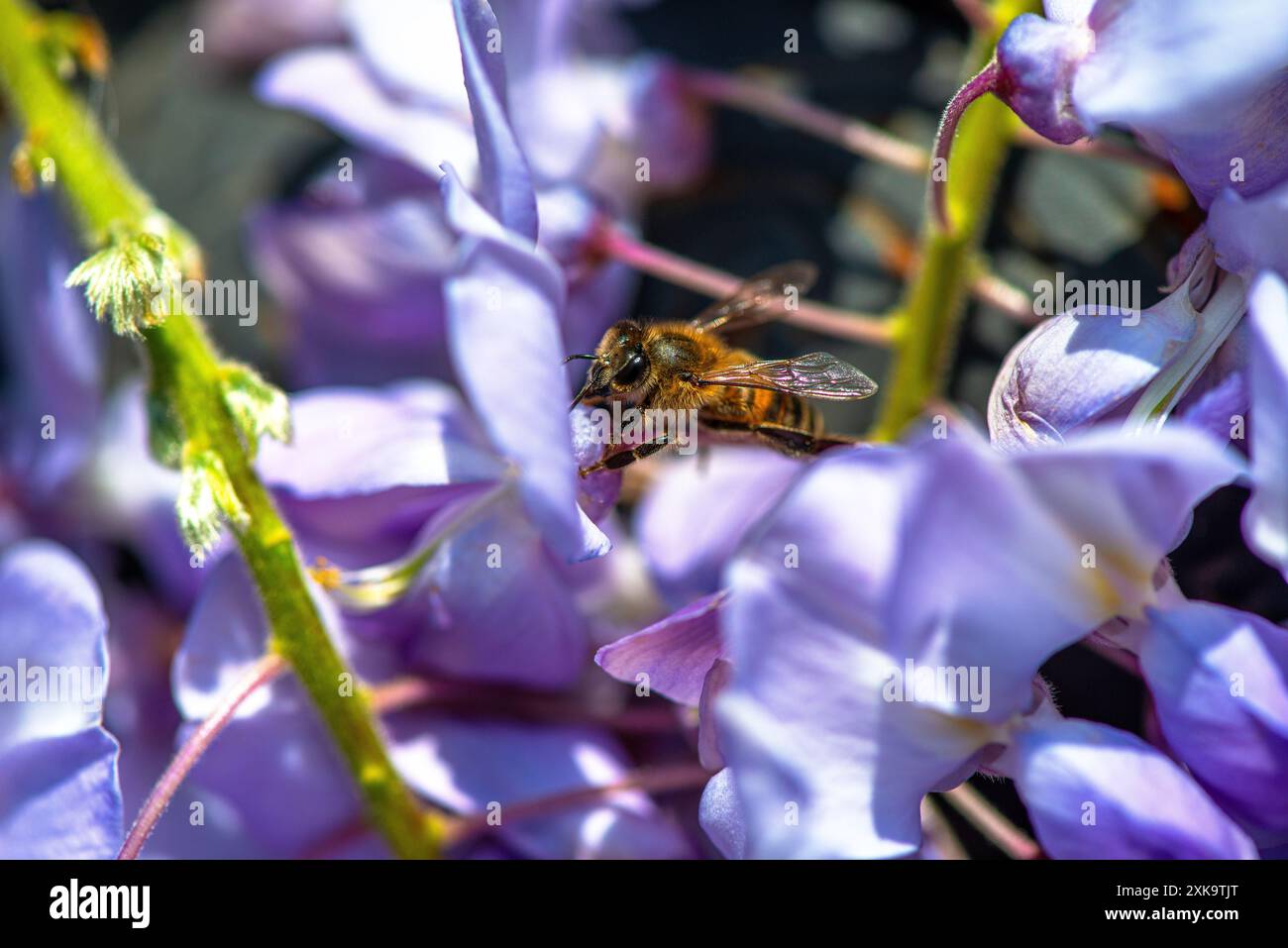 A detailed macro photo capturing a bee taking nectar from a vibrant ...