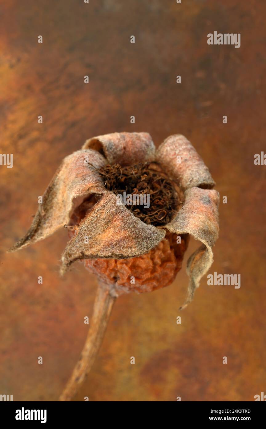 Shrivel shriveled hi-res stock photography and images - Alamy