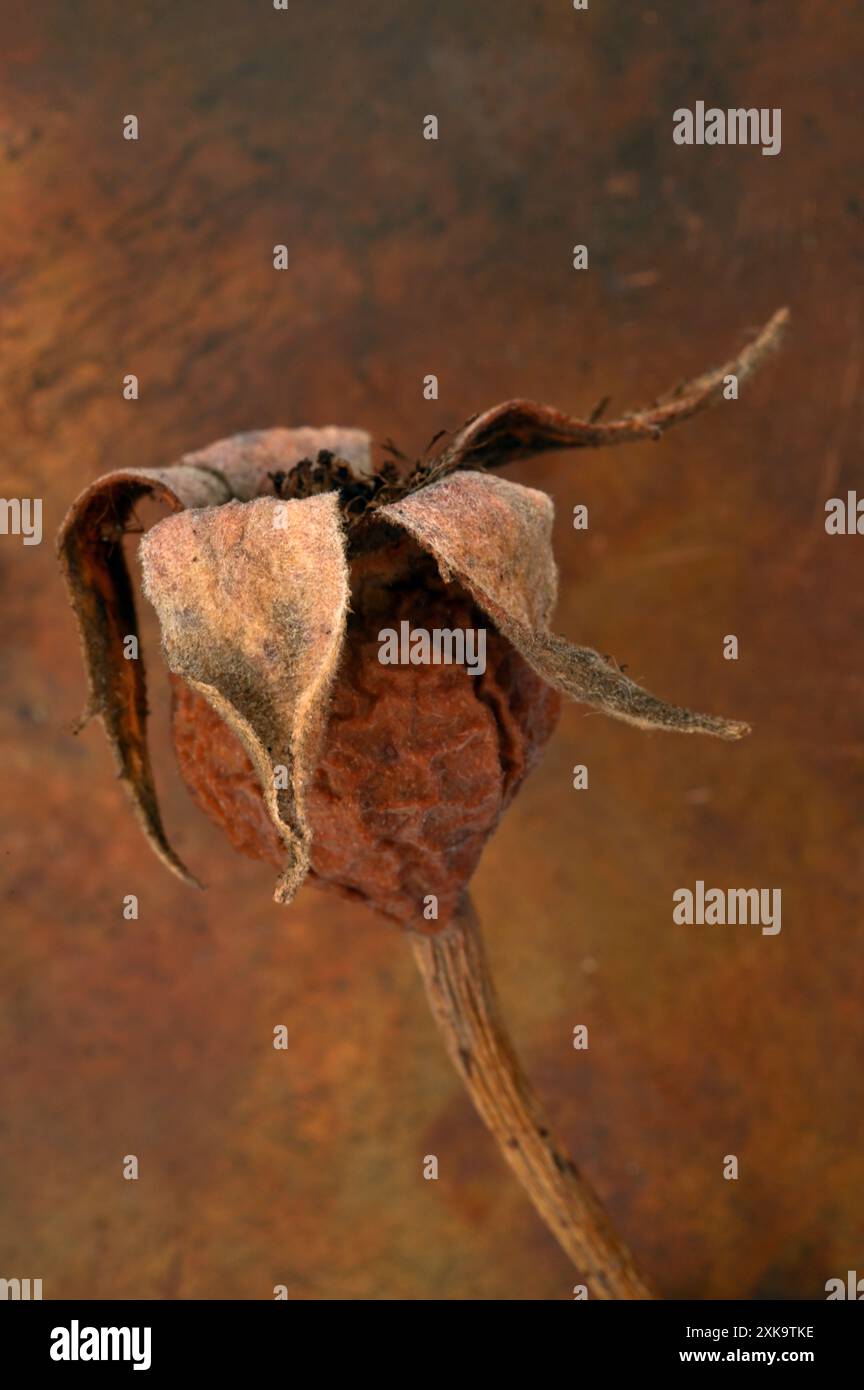 Shrivel shriveled hi-res stock photography and images - Alamy