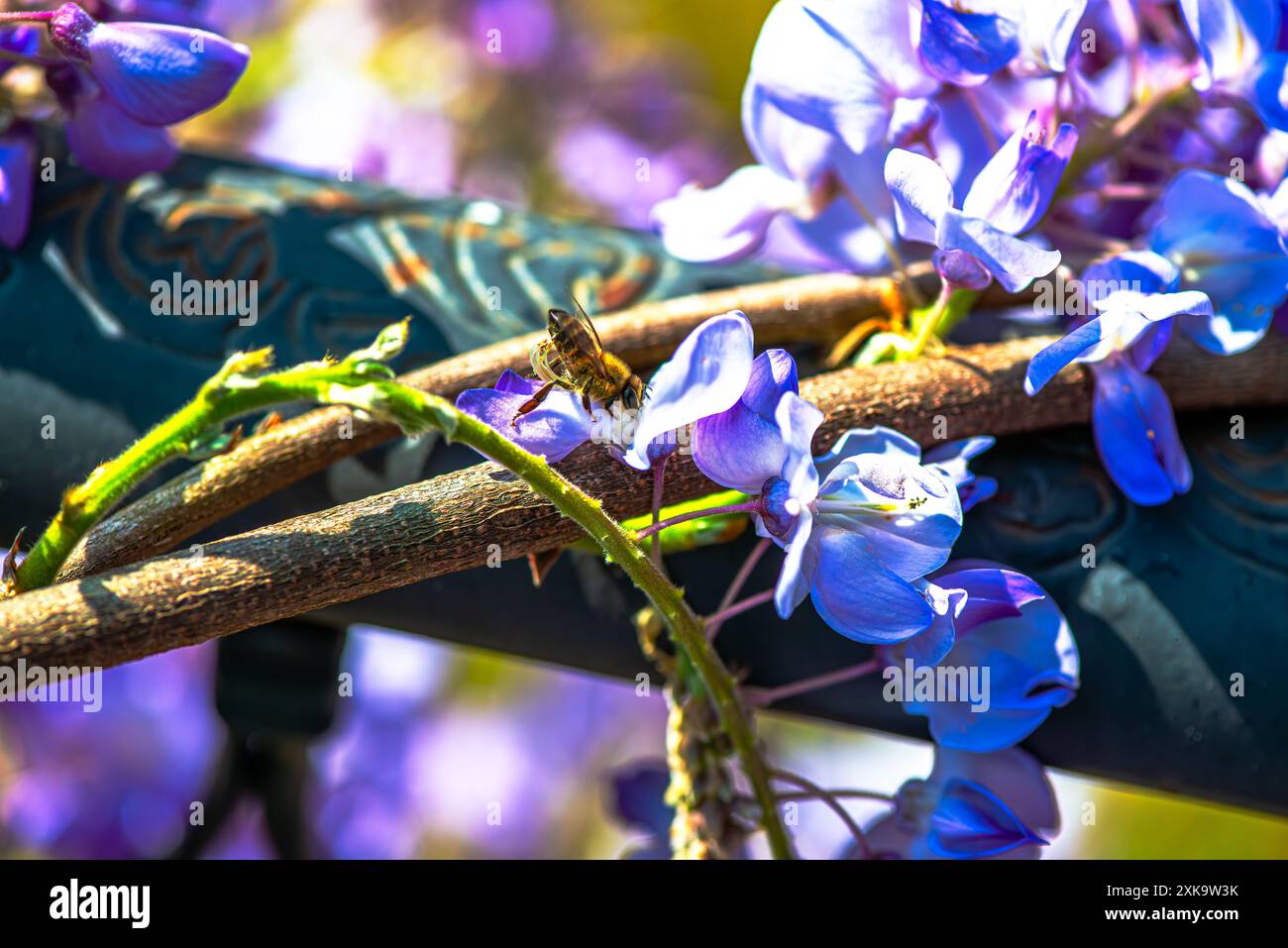 A detailed macro photo capturing a bee taking nectar from a vibrant ...