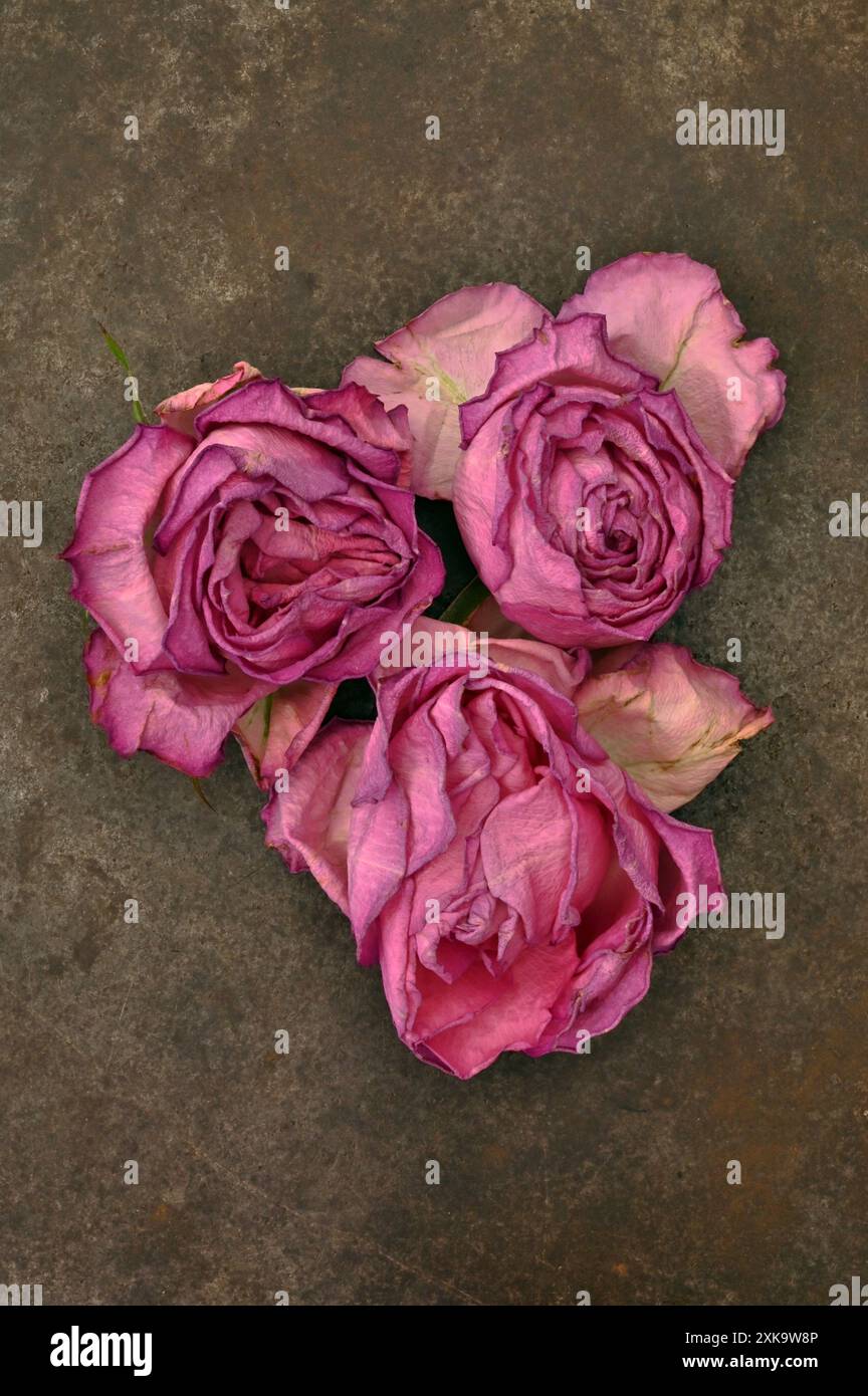 Dark fade hi-res stock photography and images - Alamy