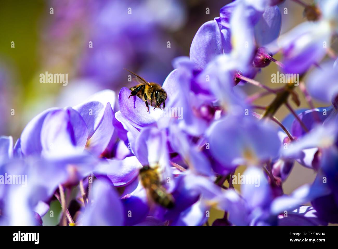 A detailed macro photo capturing a bee taking nectar from a vibrant ...