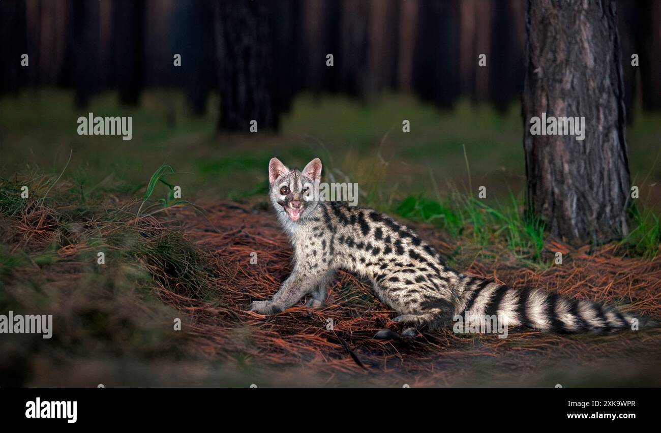 Common genet in front of white background Stock Photo - Alamy