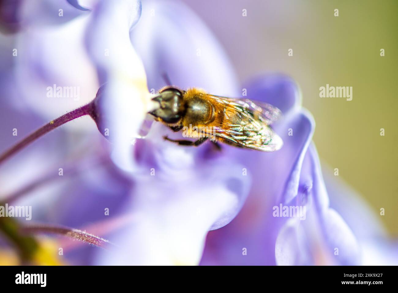 A detailed macro photo capturing a bee taking nectar from a vibrant ...
