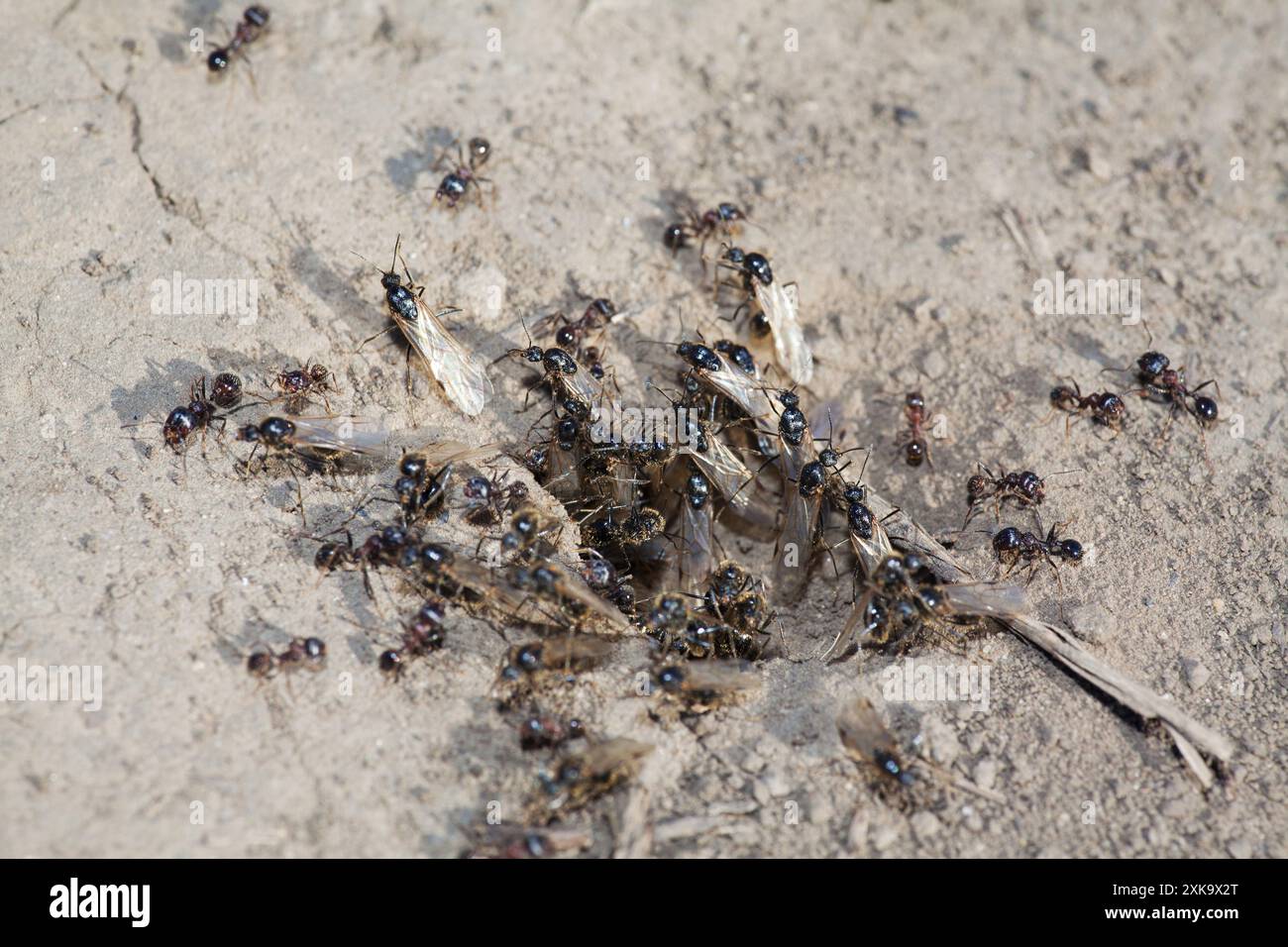 Colony organization hi-res stock photography and images - Alamy