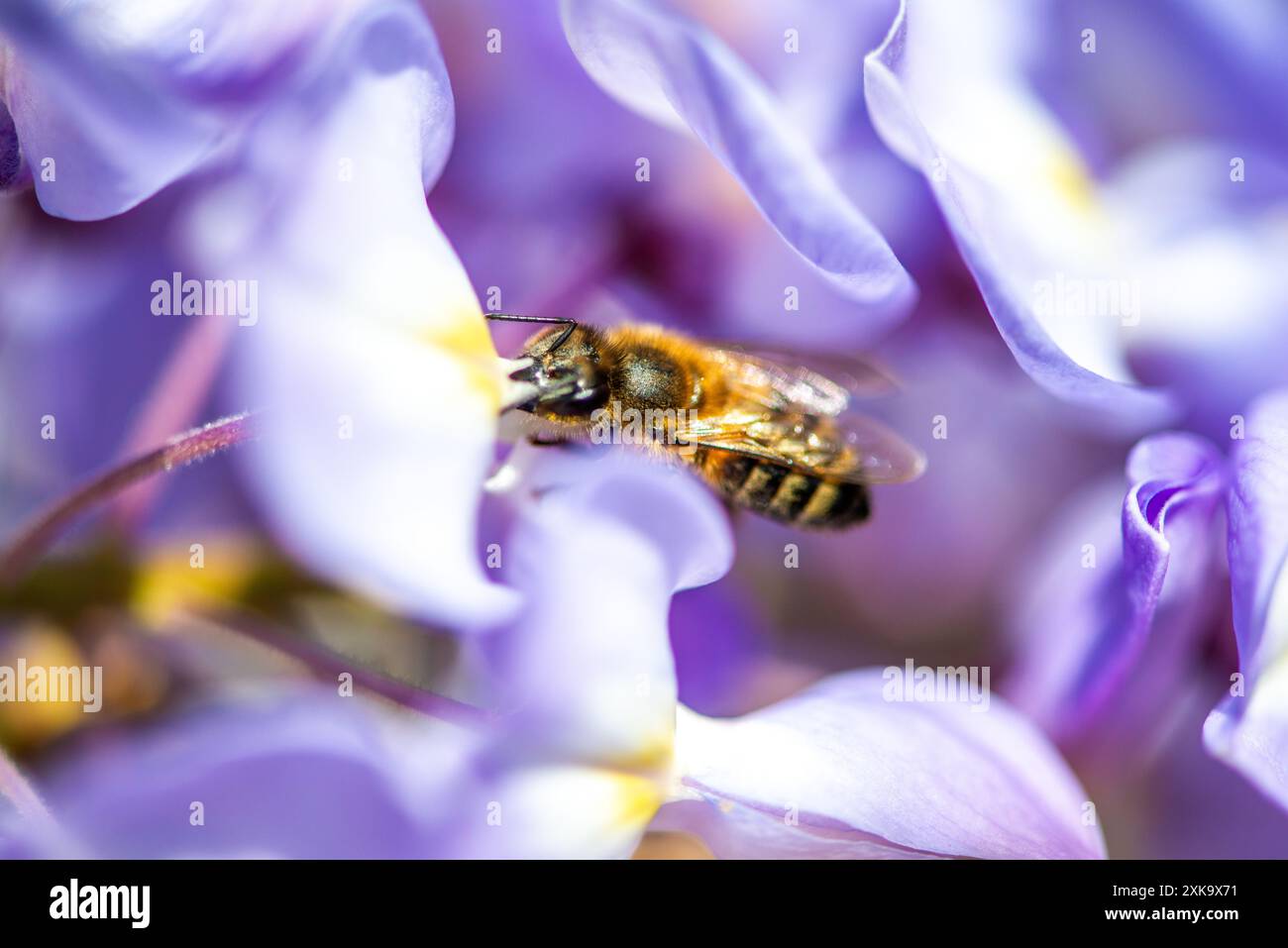 A detailed macro photo capturing a bee taking nectar from a vibrant ...