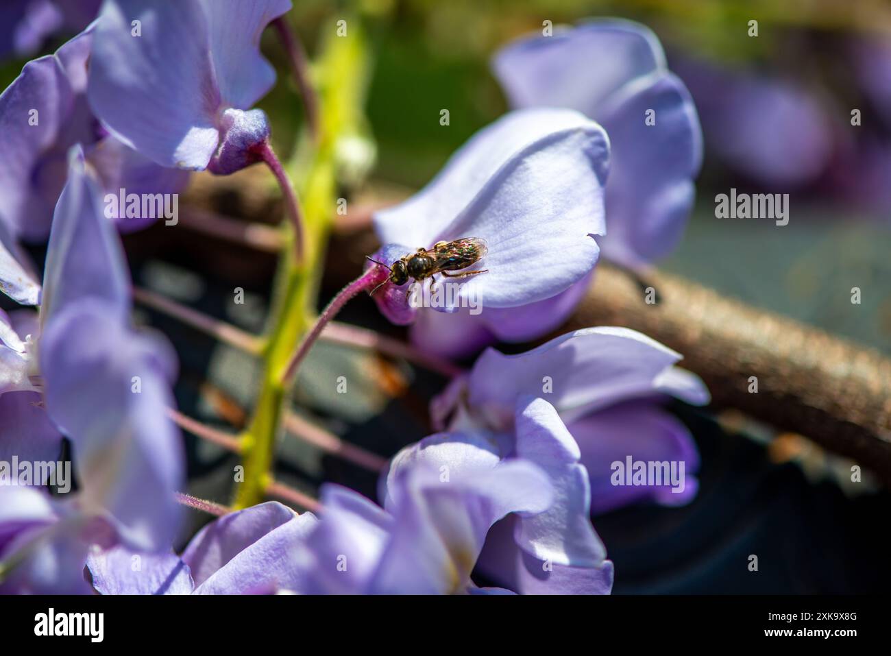 A detailed macro photo capturing a bee taking nectar from a vibrant ...