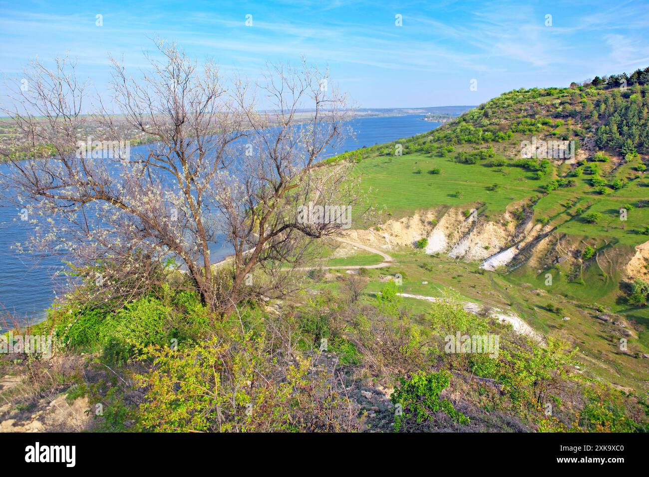 Tree growing on the coastal hill . panoramic view of riverside Stock ...
