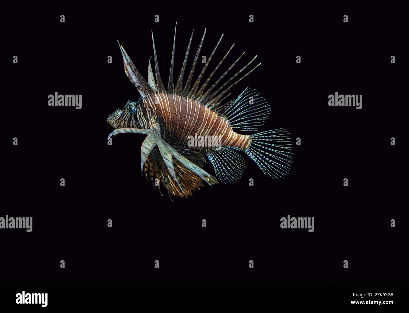 Dangerous poisonous fish common lionfish hi-res stock photography and ...