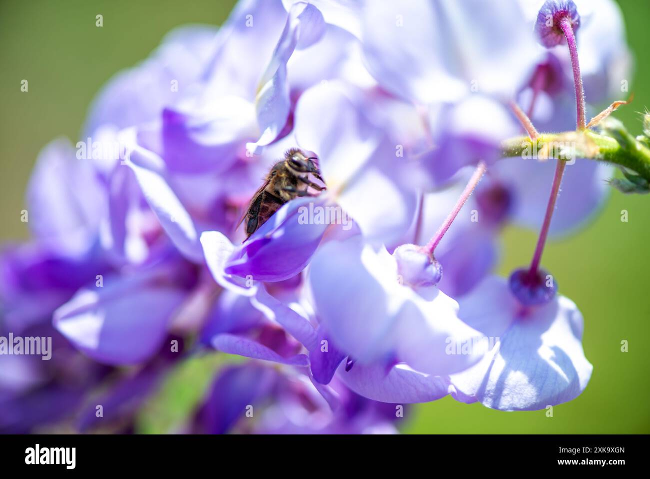 A detailed macro photo capturing a bee taking nectar from a vibrant ...