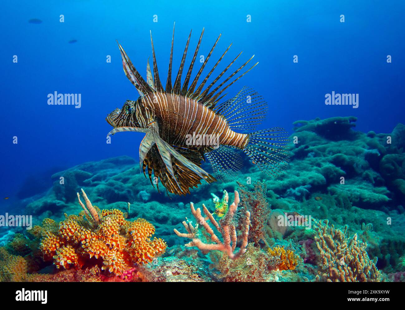 Dangerous poisonous fish common lionfish hi-res stock photography and ...