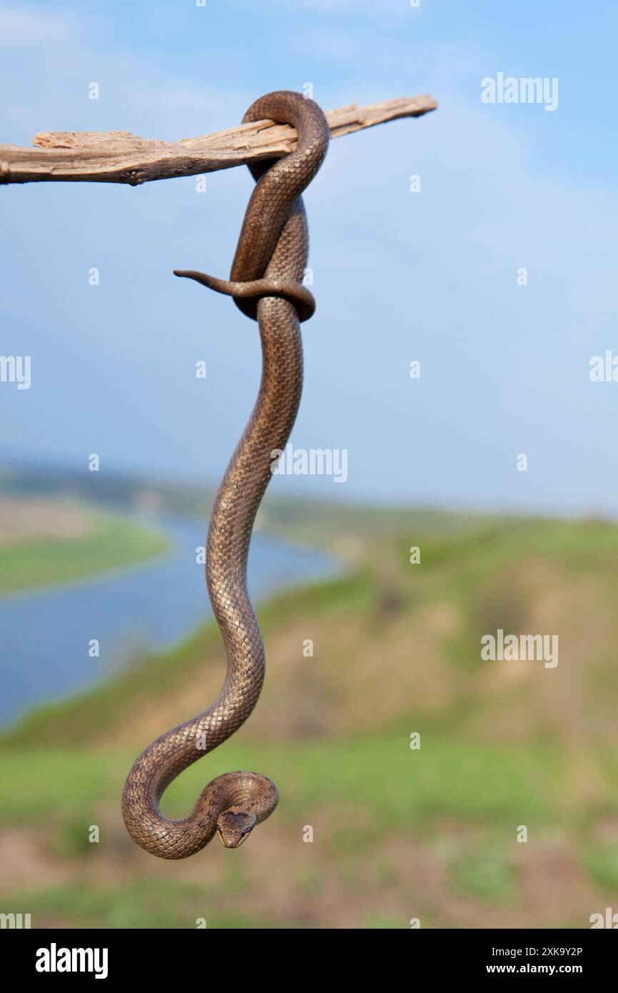 Tail knot hi-res stock photography and images - Alamy