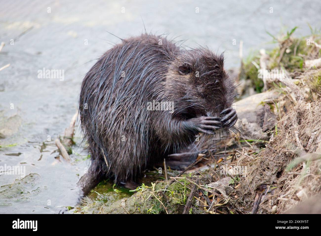Nutria washed small paws hi-res stock photography and images - Alamy