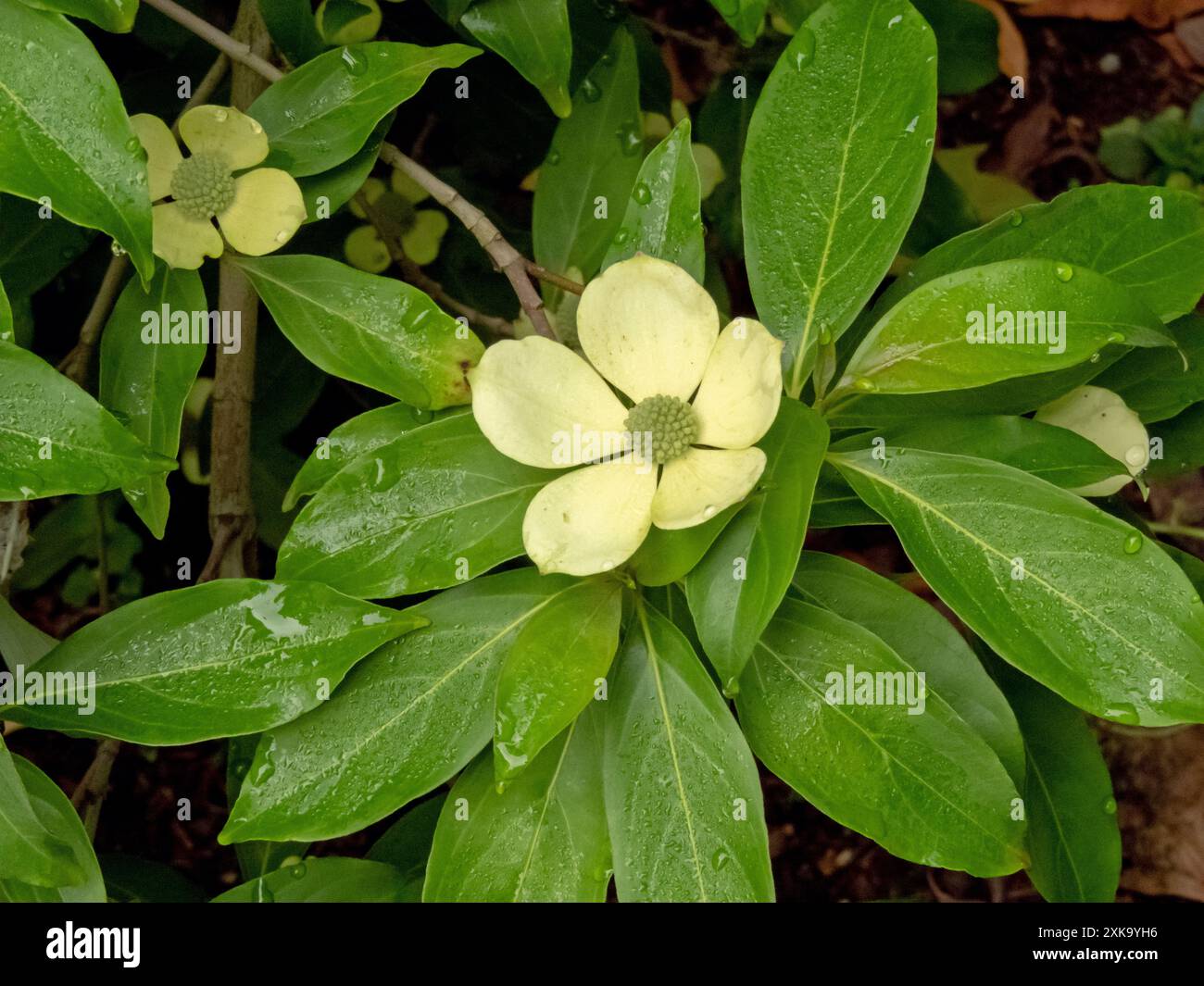 Cornus capitata branch with flowers and leaves close-up. Five petals ...