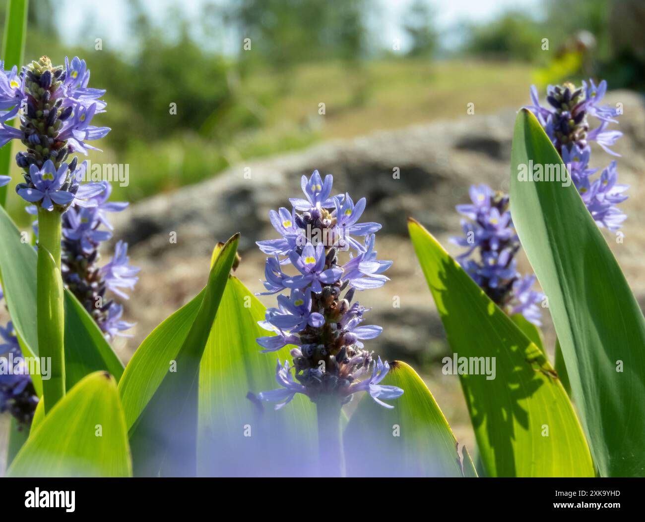 Pontederia cordata purple flowers with yellow markings and bright green ...