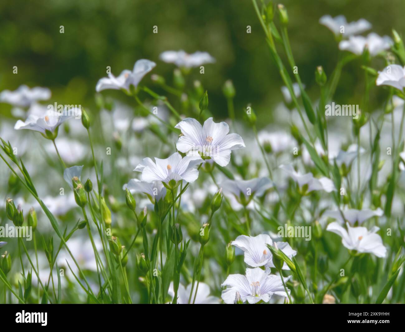 Linum usitatissimum white flowers at the field. Flax fiber agriculture ...
