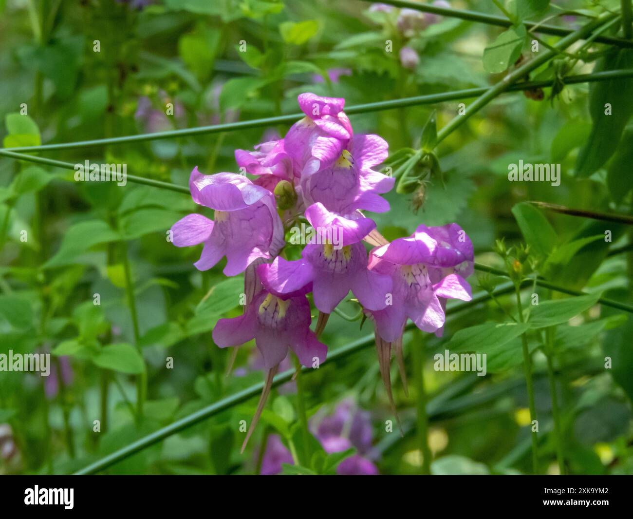 Linaria triornithophora perennial plant in the family Plantaginaceae ...