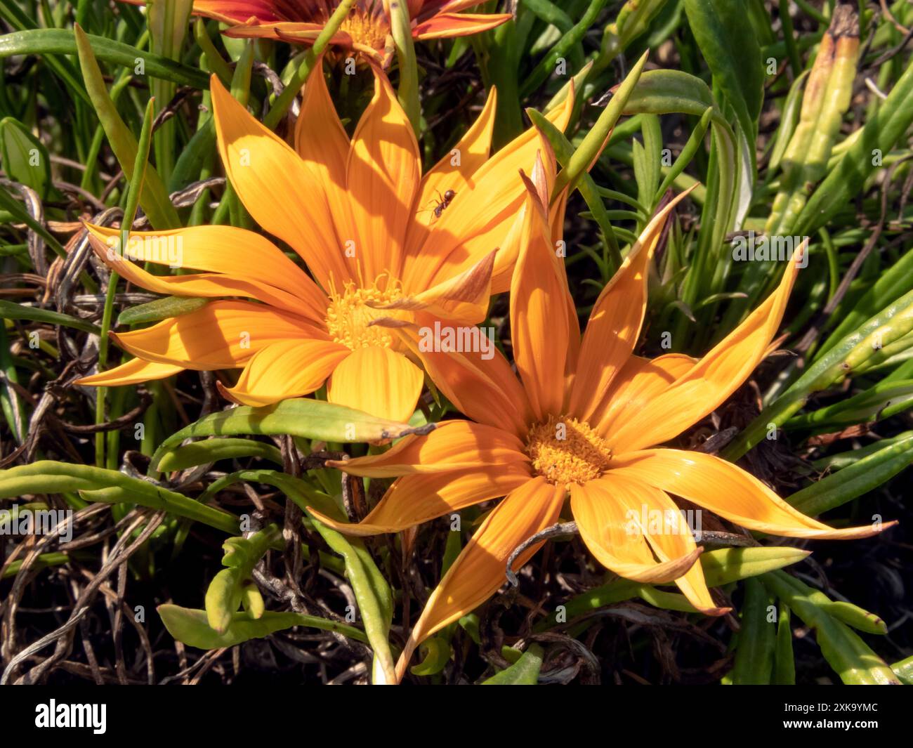 Flower with pointed petals hi-res stock photography and images - Alamy
