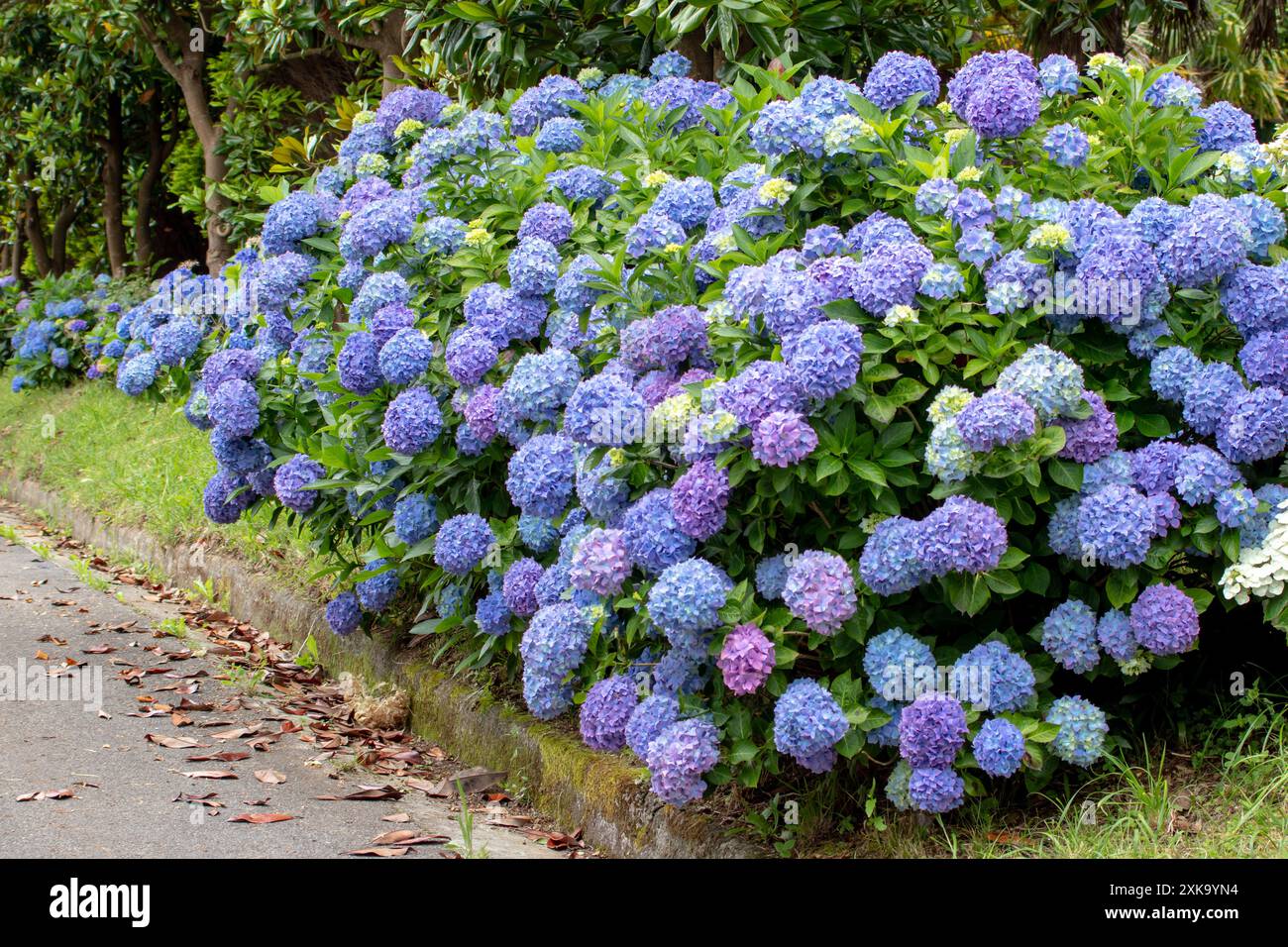 Hydrangea shrub with light blue flowers. Hydrangea garden hedge ...