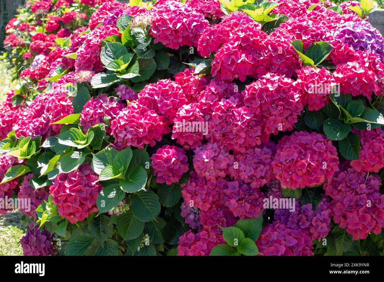 Hydrangea shrub with red flowers. Hydrangea garden hedge. Hortensia ...