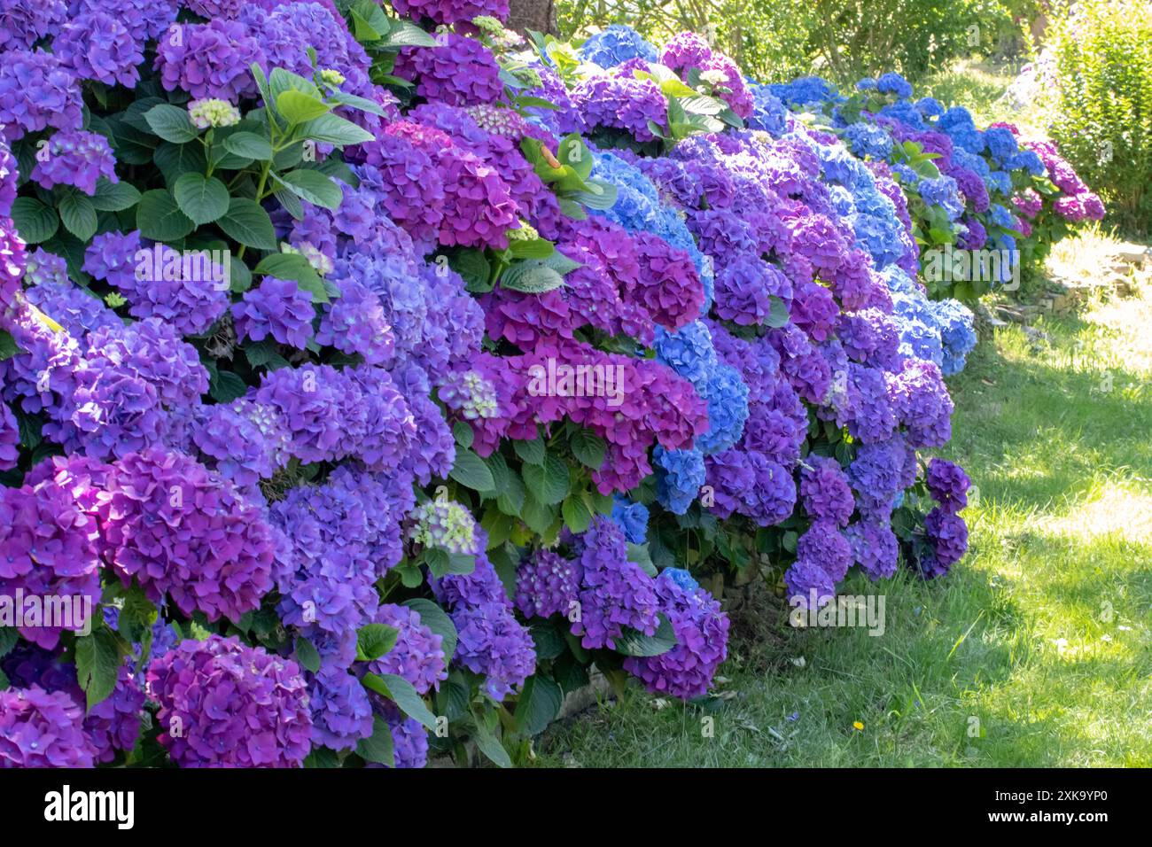 Hydrangea shrub with purple and blue flowers. Hydrangea garden hedge ...