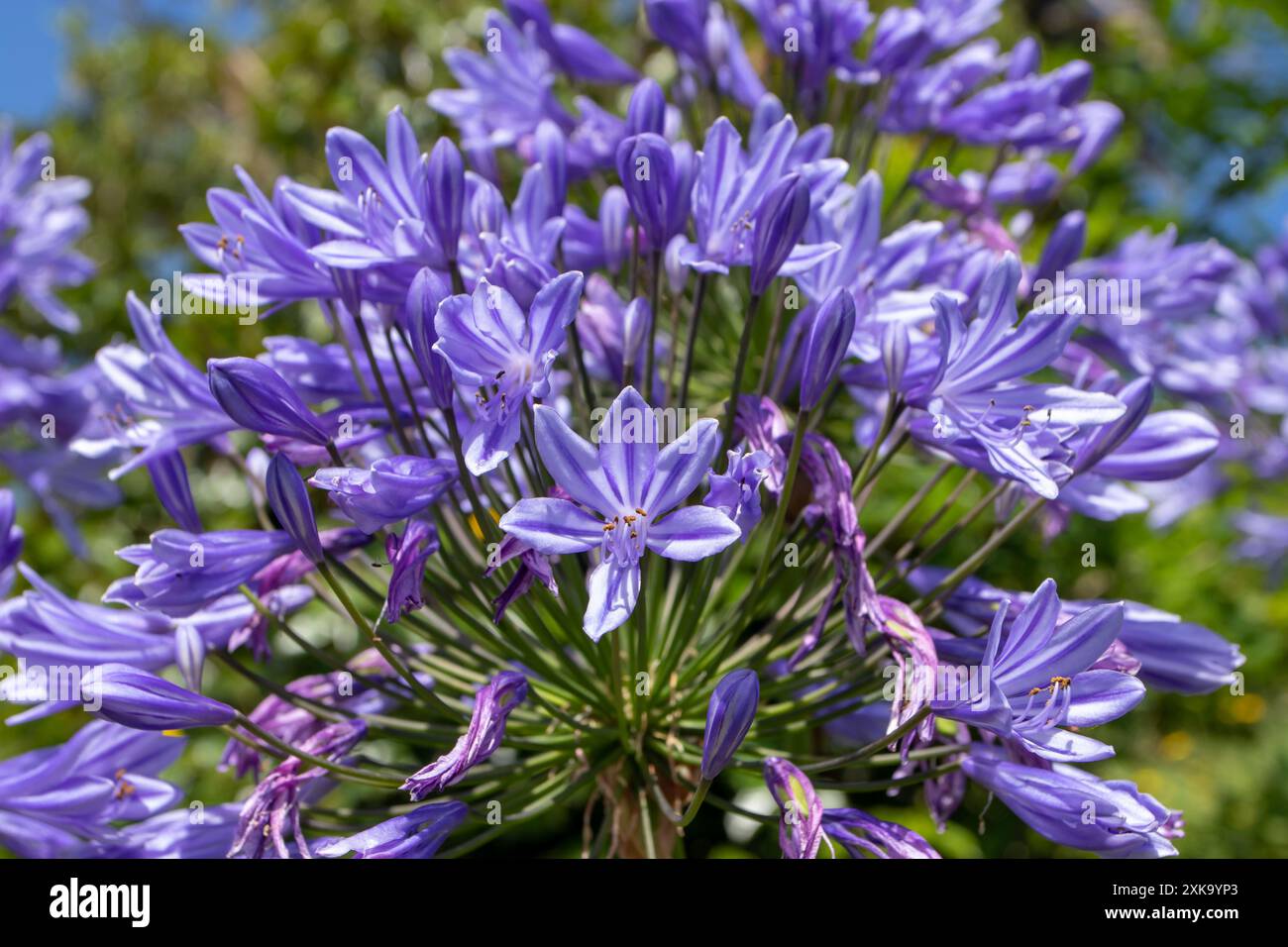 Agapanthus praecox purple flower head close-up. Lily of the Nile ...