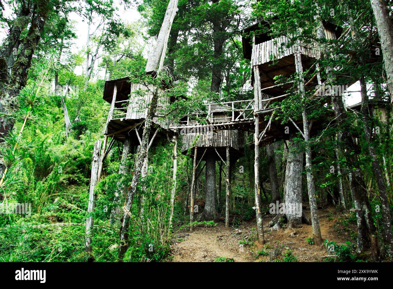 Eco-Cabins in trees at a resort in Futaleufu River Basin, Patagonia ...