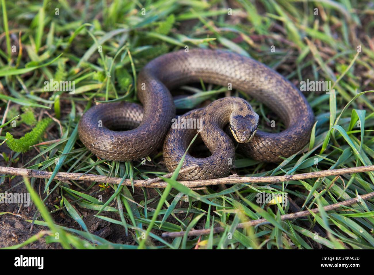 Snake knot on the ground . Snake hiding in the green grass Stock Photo ...