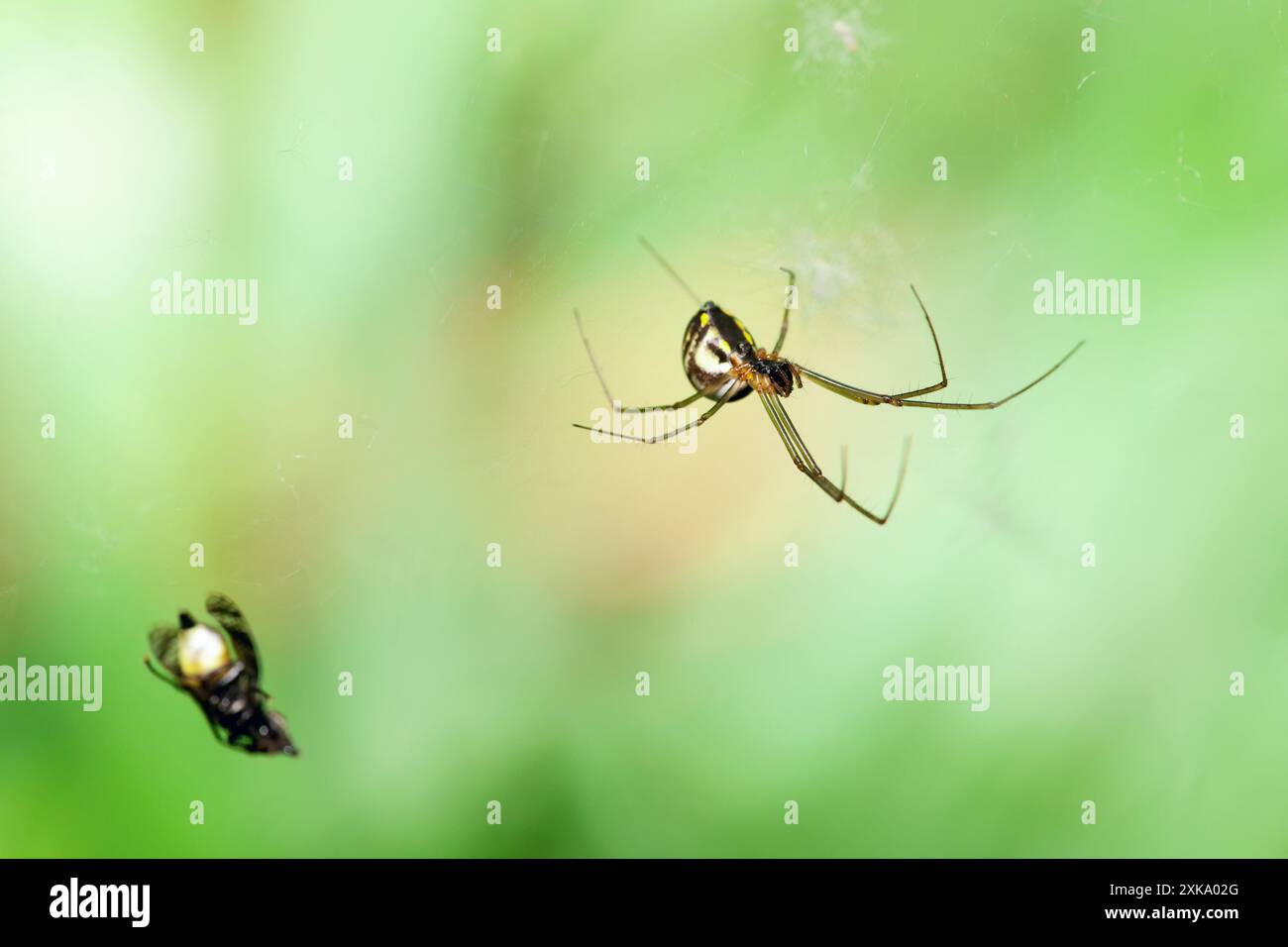 Spider and fly . Captured fly in the spider web Stock Photo - Alamy