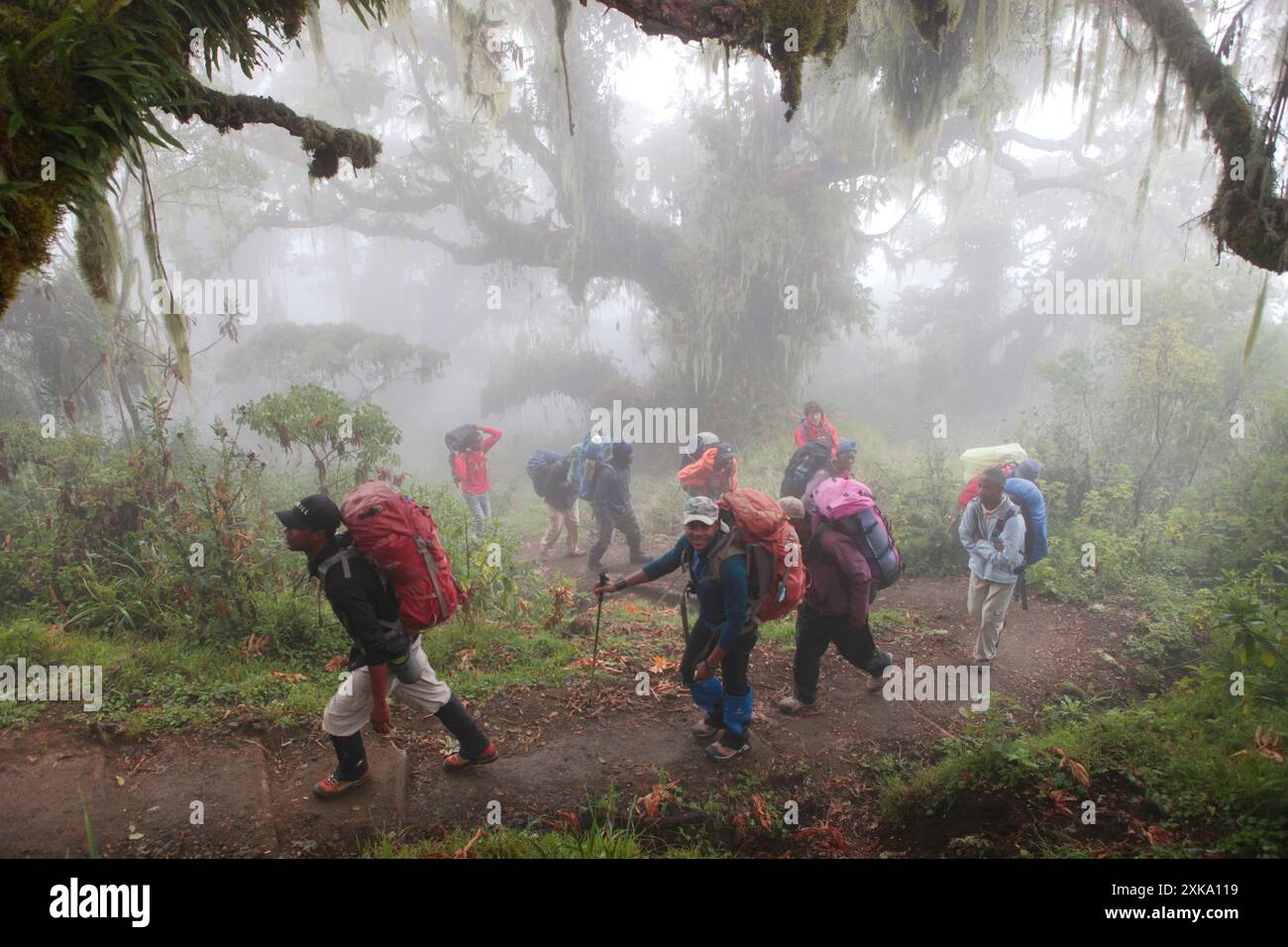 Hikers, porters and guides walking in a mystical rain forest on their ...