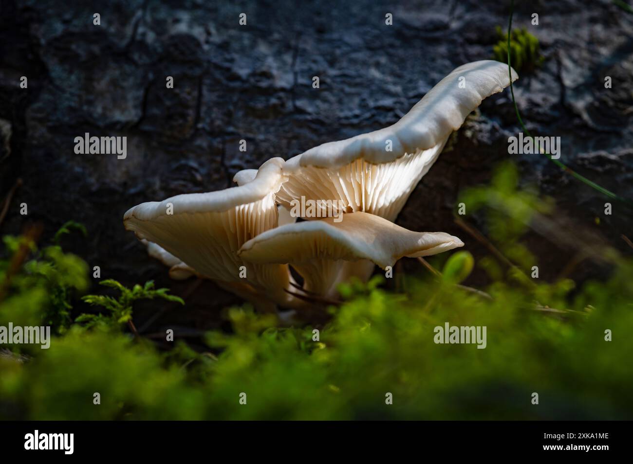 Angel Wings Mushrooms On a Pine Log. World Mushroom Day. National ...