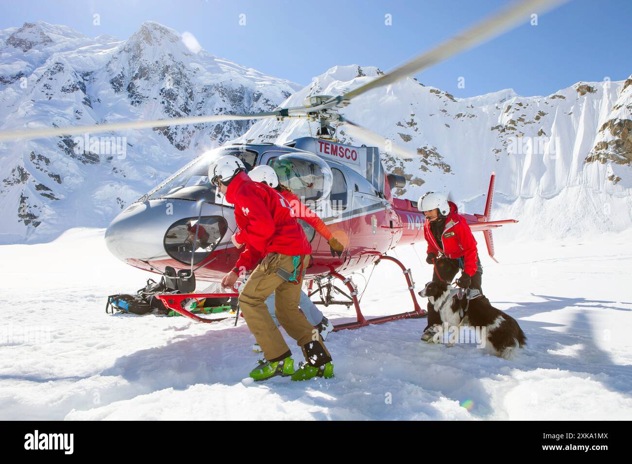 Mountain rescuers and an avalanche dog are walking to a helicopter on ...