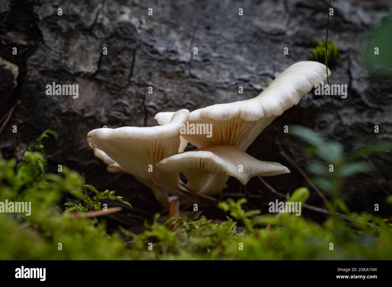 Fungi on pine log hi-res stock photography and images - Alamy