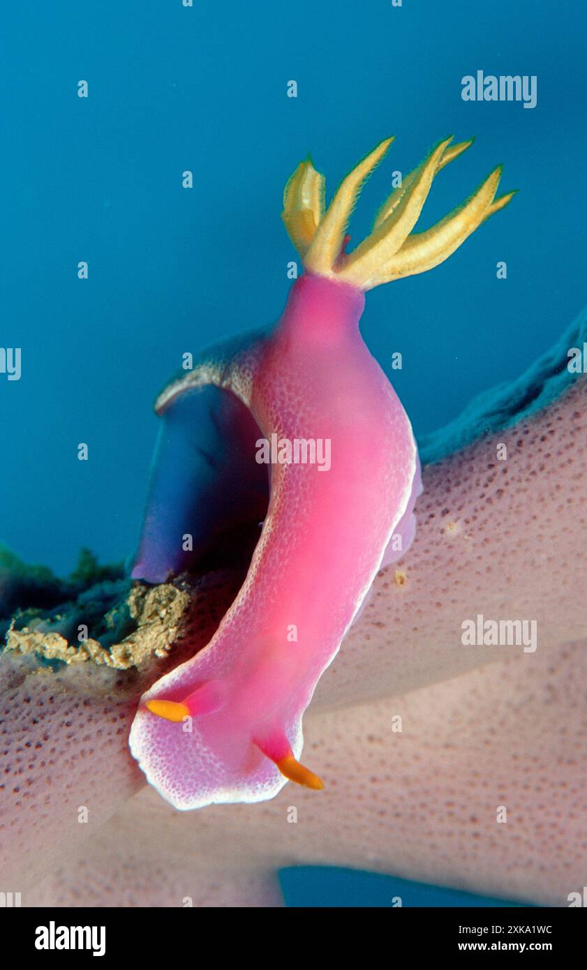 nudibranch, sea slug, two sea slugs, Hypselodoris bullockii, Malaysia ...