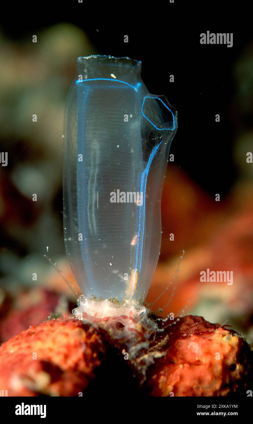 Sea squirt, Ascidia, Indonesia, Indian Ocean, Komodo National Park ...