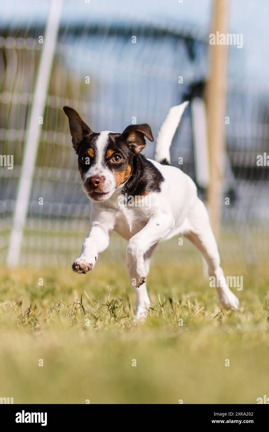 Danish Swedish Farmdog terrier puppy running lure course dog sport ...