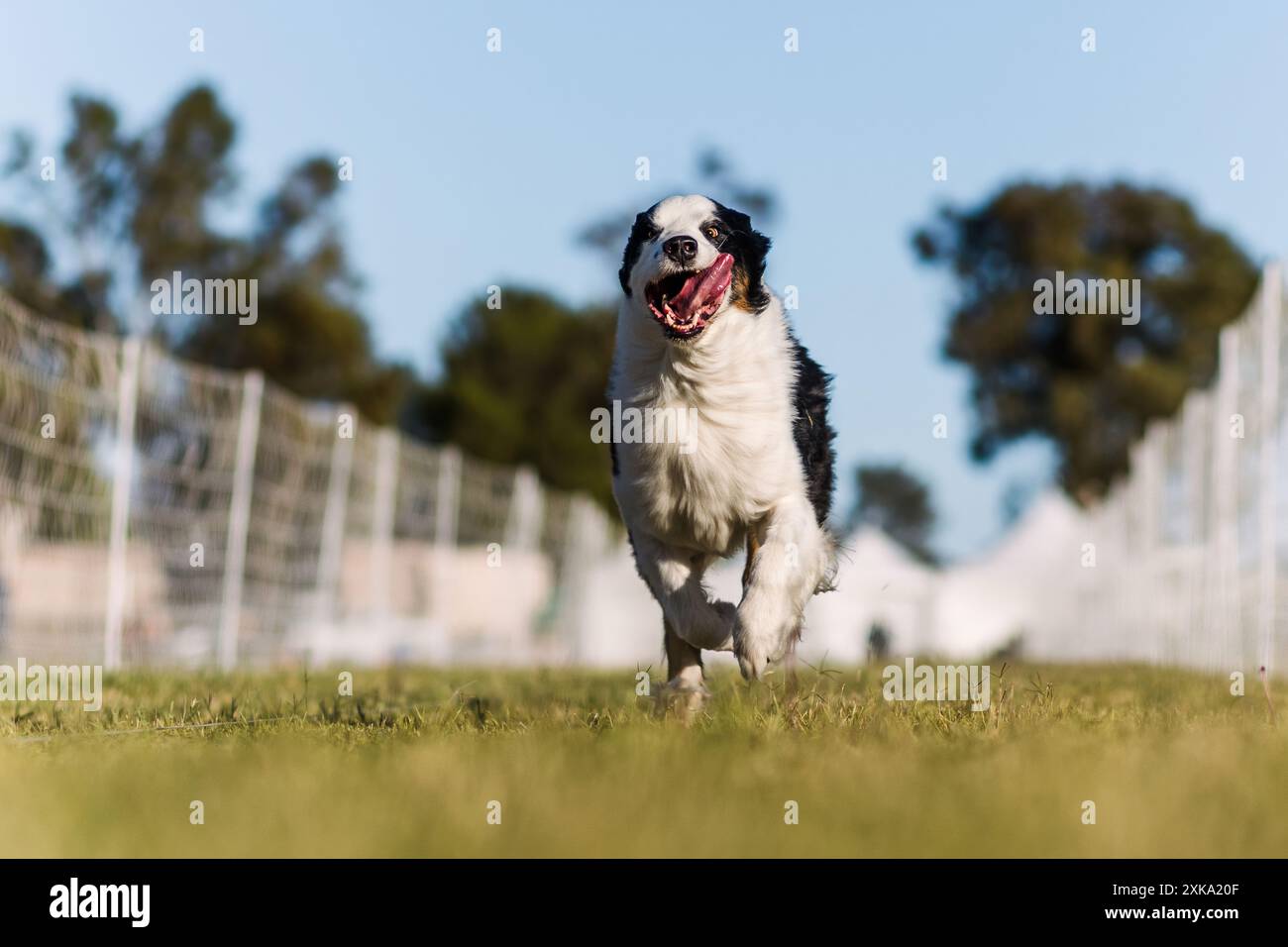 Australian shepherd dog black tricolor hi-res stock photography and ...