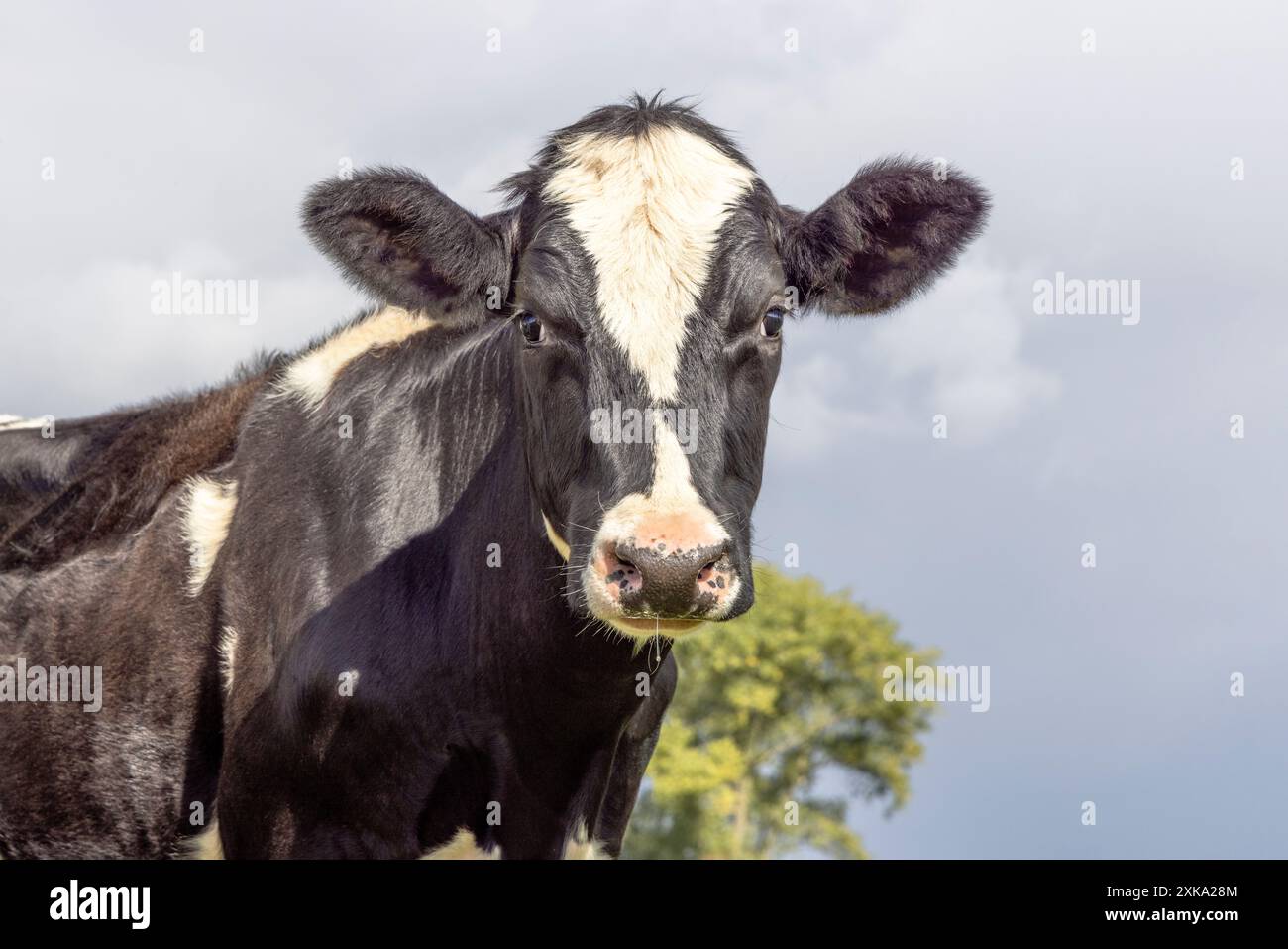 Young cow black and white looking at the camera, portrait in medium ...
