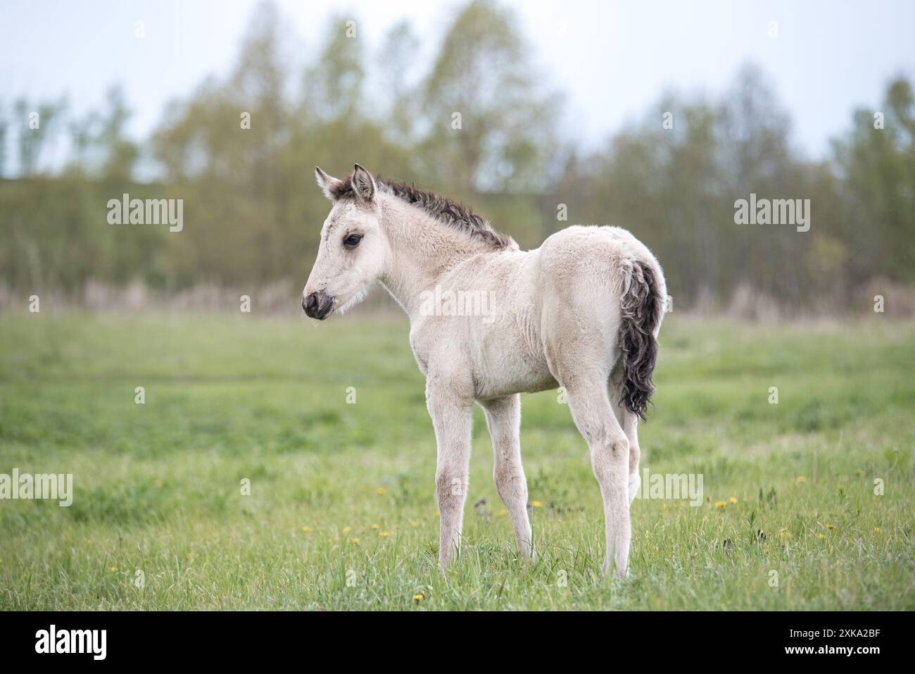 Horse black white foal hi-res stock photography and images - Alamy