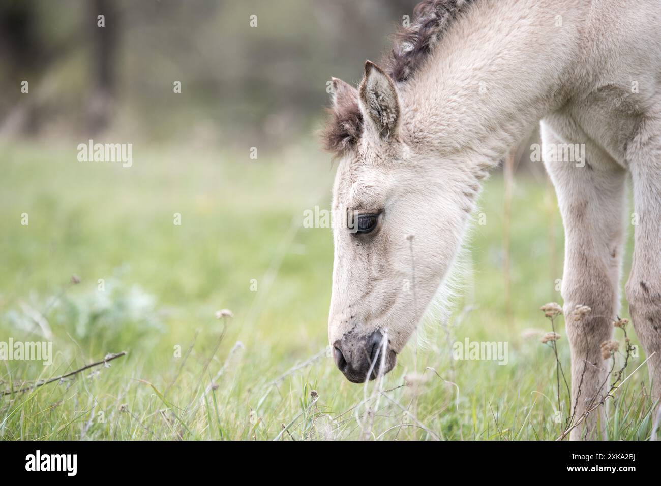 Beautiful horse in grassland hi-res stock photography and images - Alamy