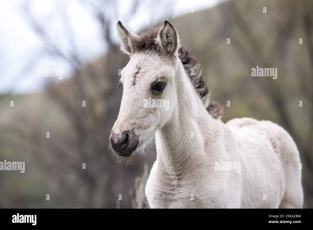 White horse in field trees hi-res stock photography and images - Alamy