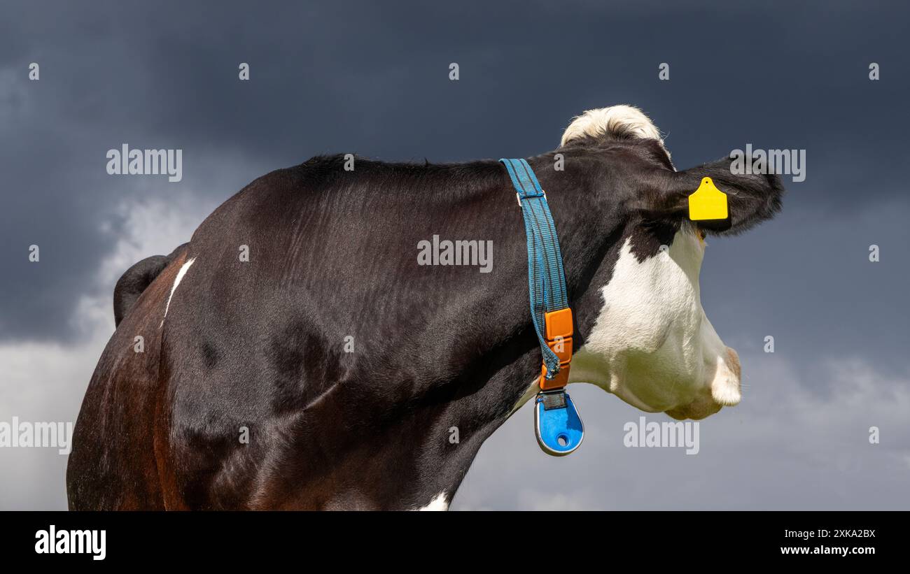 Cow Looking Backwards