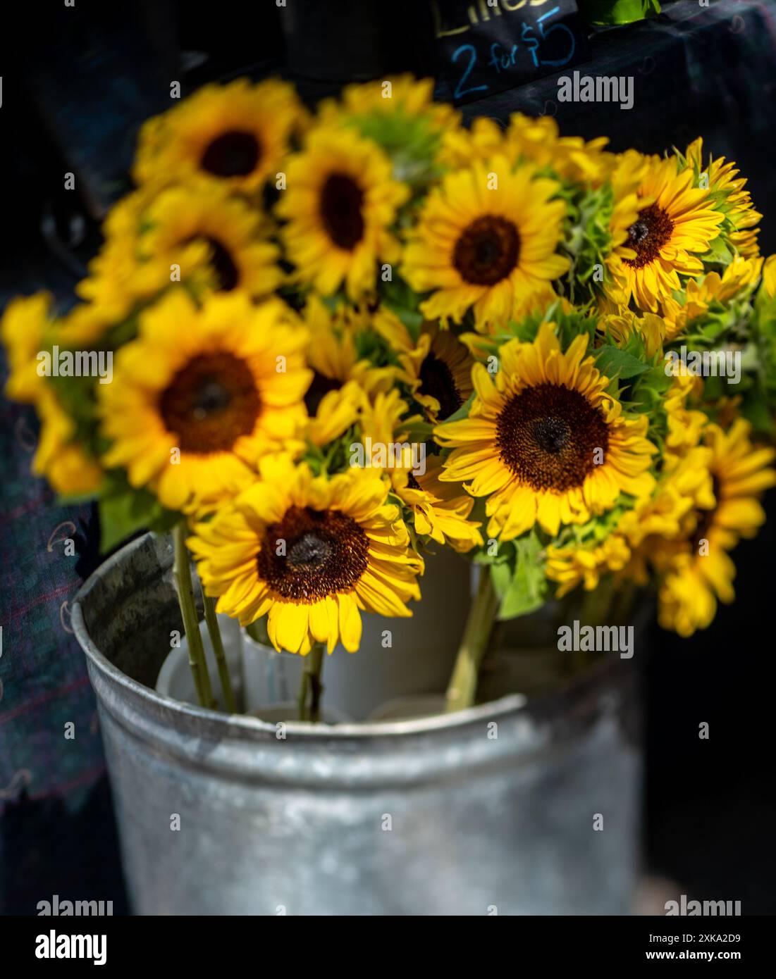 A bouquet of sunflowers in a bucket Stock Photo - Alamy